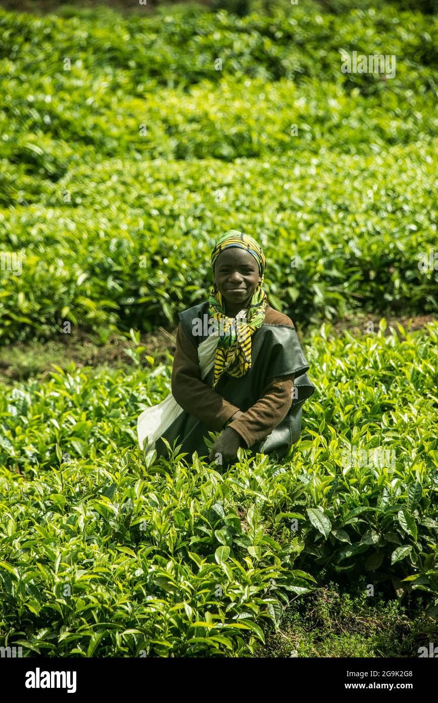 Uganda tea gorilla hi-res stock photography and images - Alamy