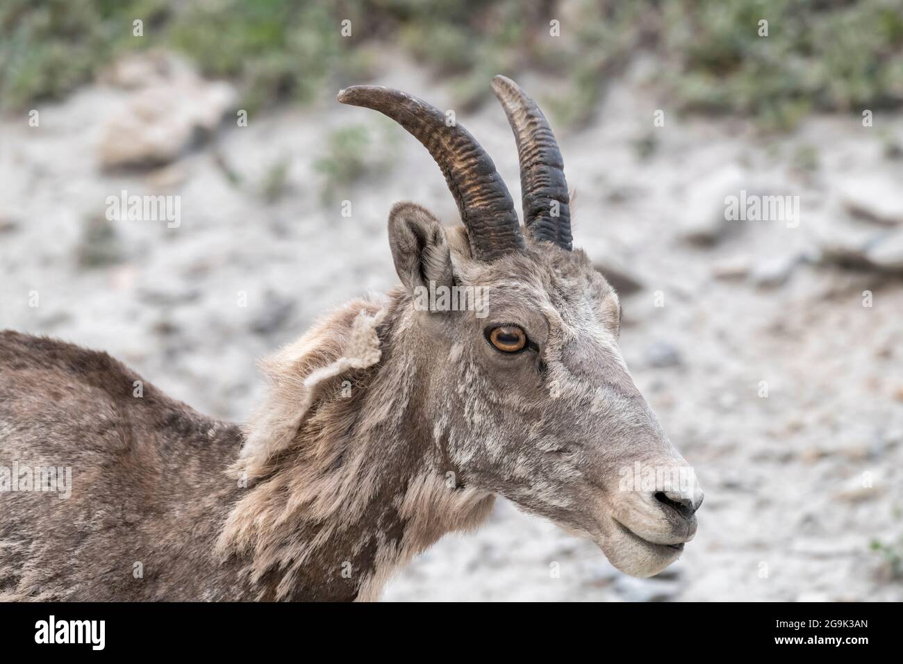 Bighorn sheep (Ovis canadensis), Kananaskis Country, Canmore, Alberta ...