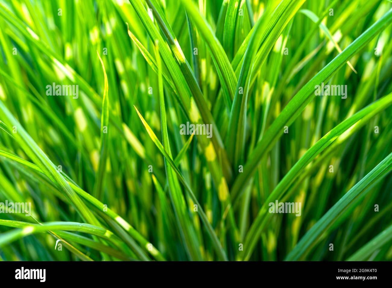 Decorative green reed on the background of the garden. Plant for ...