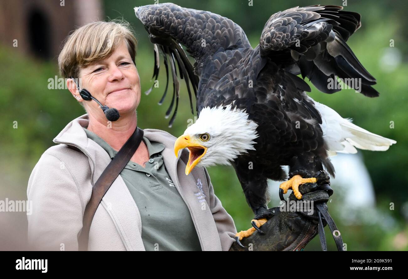 Falconer shows bald eagle visitors hi-res stock photography and images ...