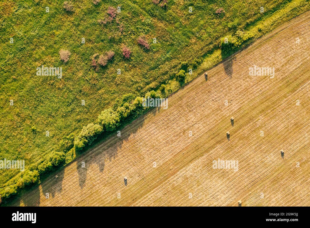 Freshly baled hay in the field. Drone aerial view of green field and ...
