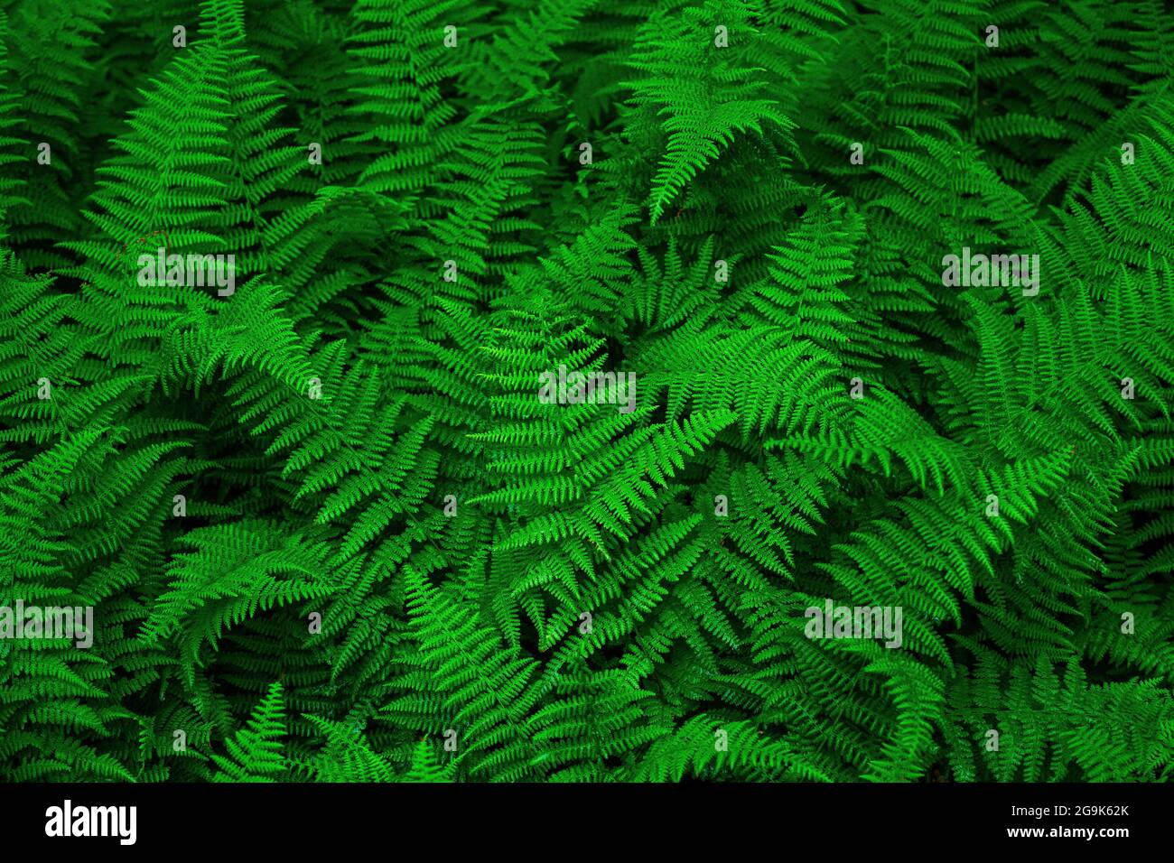 Dense nature greenery field hi-res stock photography and images - Alamy