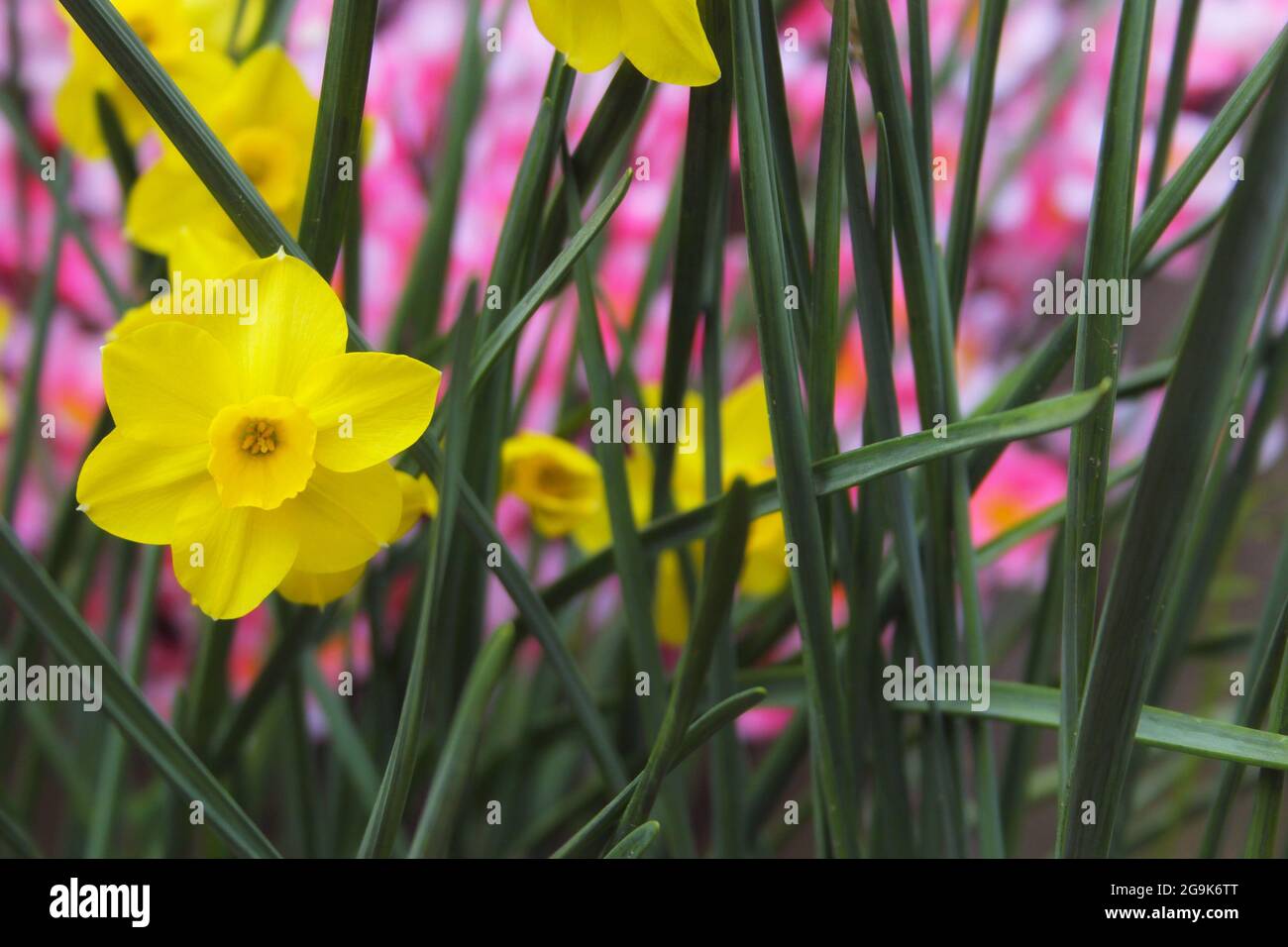 Buttercup yellow daffodils hi-res stock photography and images - Alamy