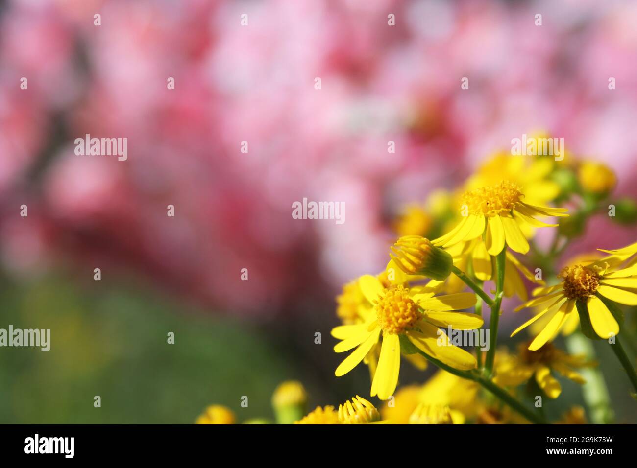 Cressleaf Groundsel Yellow Flowers Packera glabella in Summer Meadow ...