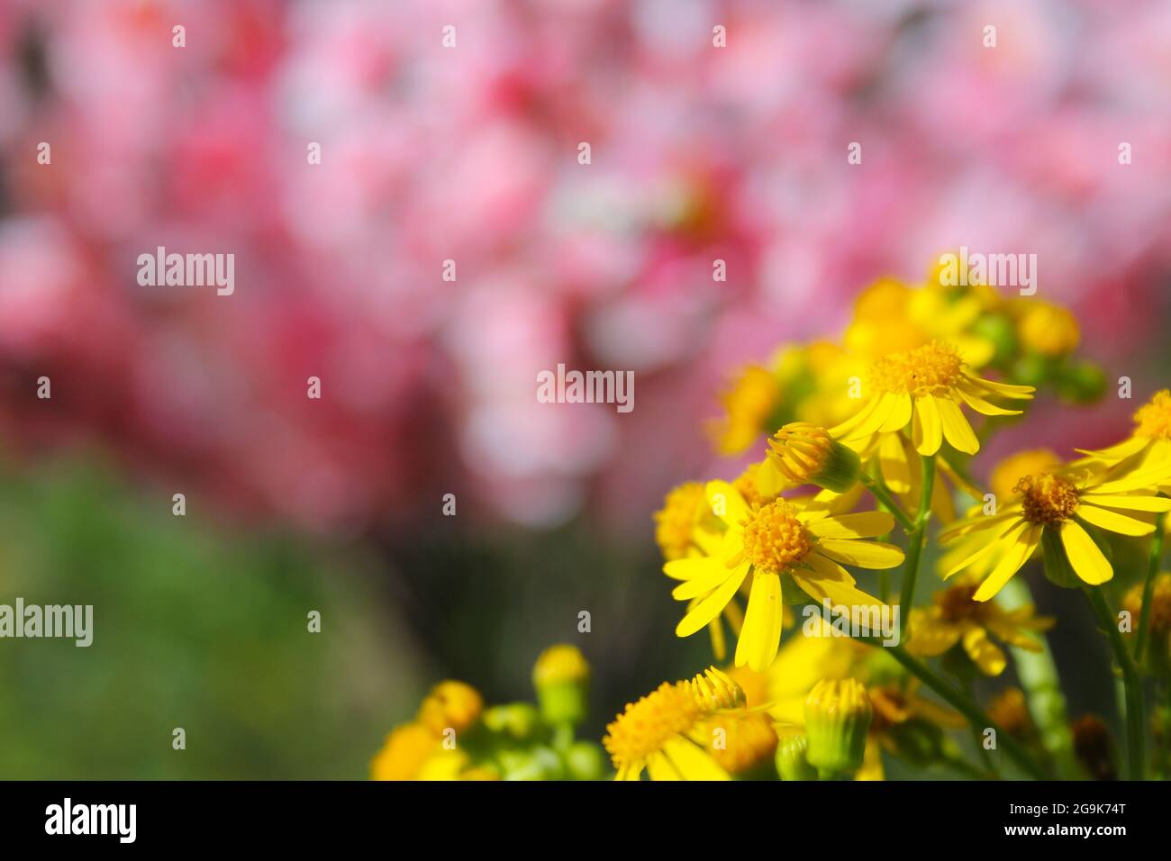 Cressleaf Groundsel Yellow Flowers Packera glabella in Summer Meadow ...