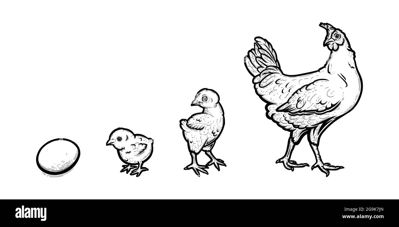 Chicken development from egg to hen. Growth of a bird in four stages ...