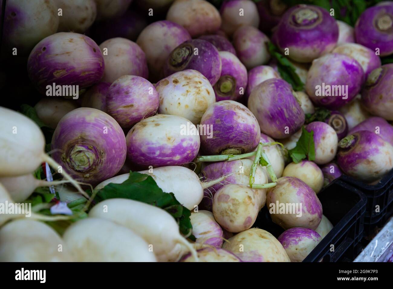 Turnip farmers hi-res stock photography and images - Alamy