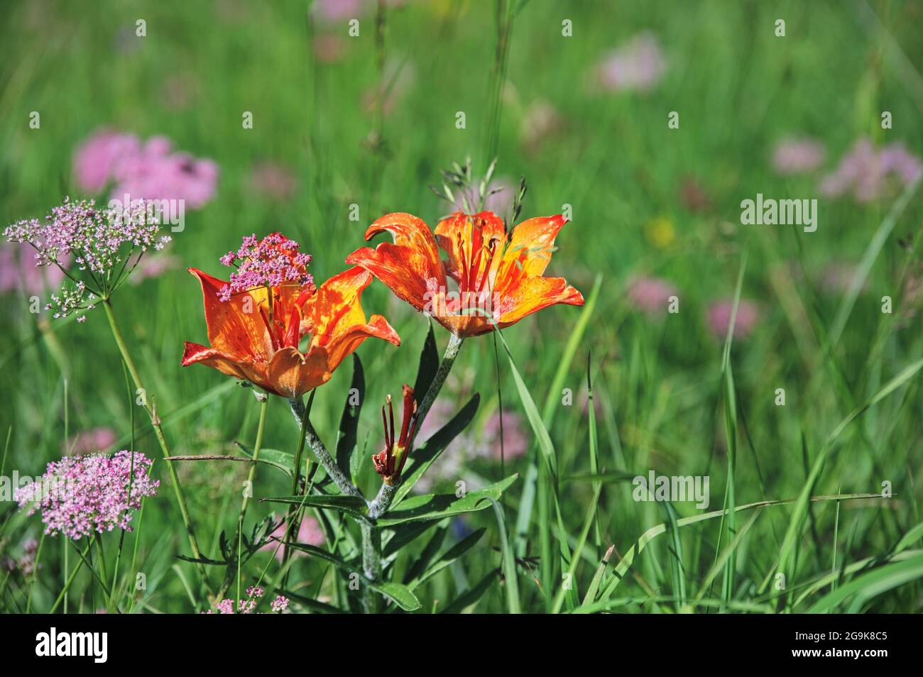Alpine lily hi-res stock photography and images - Alamy