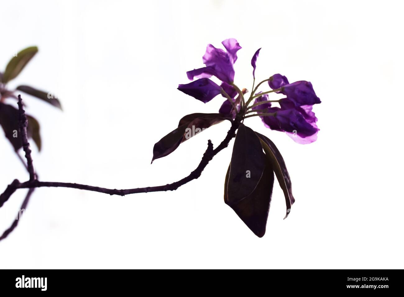 Silhouette of a purple violet wilted azalea flower on a thin stem with ...
