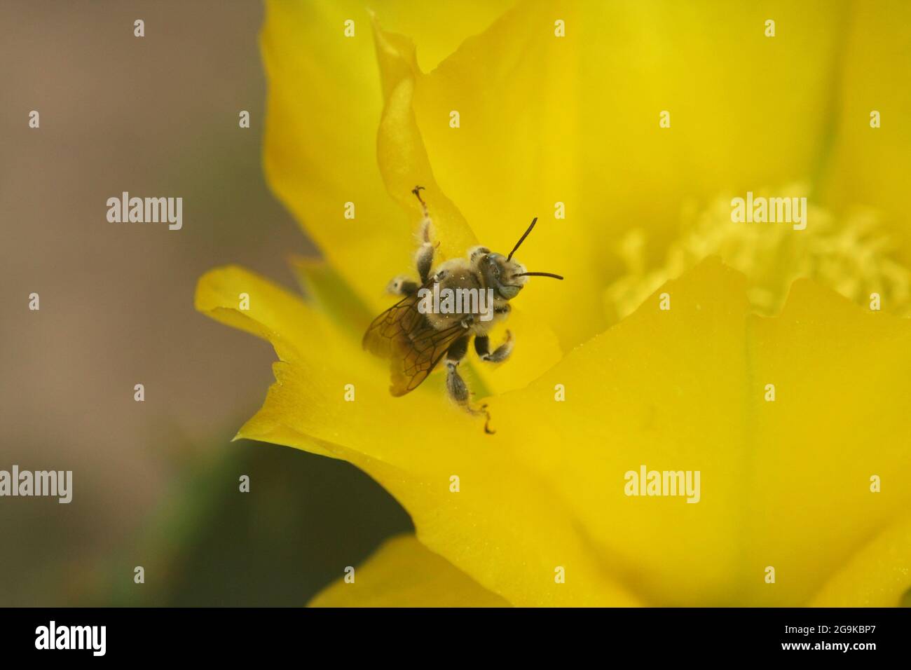 Yellow Prickly Pear Cactus Flower with Bee Stock Photo - Alamy