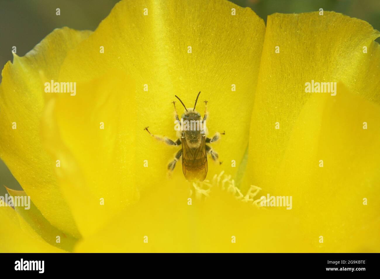 Yellow Prickly Pear Cactus Flower with Bee Stock Photo - Alamy
