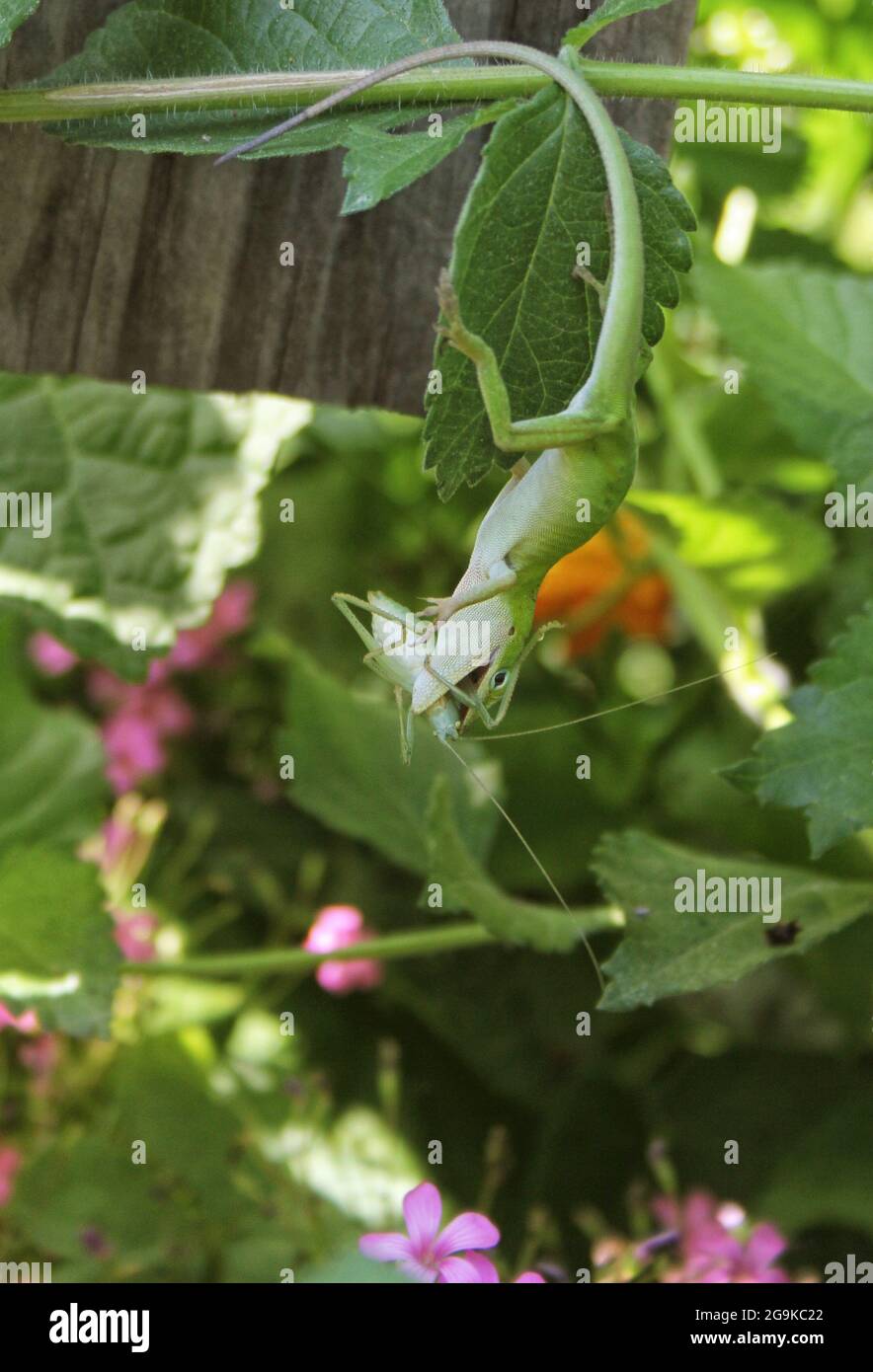 What To Feed A Katydid