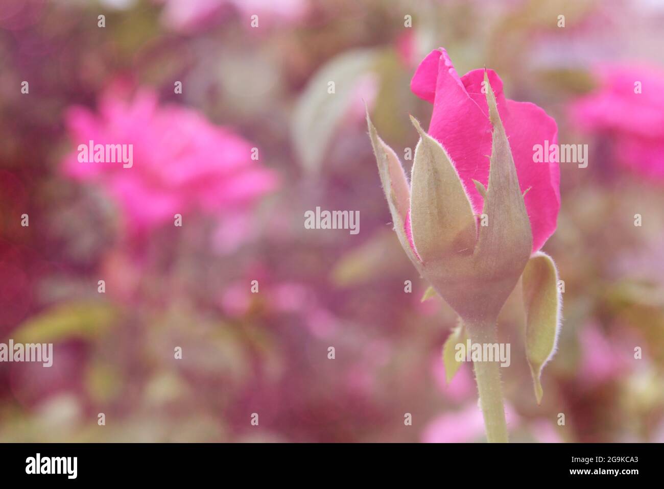 Pink Roses Growing in Garden Shallow DOF Stock Photo - Alamy