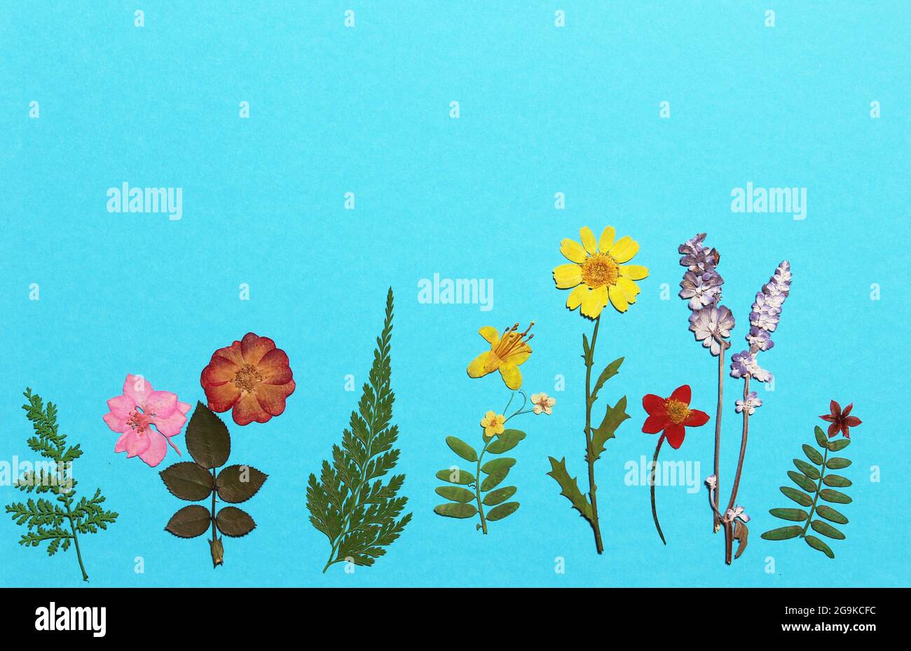 Natural dried flowers hi-res stock photography and images - Alamy