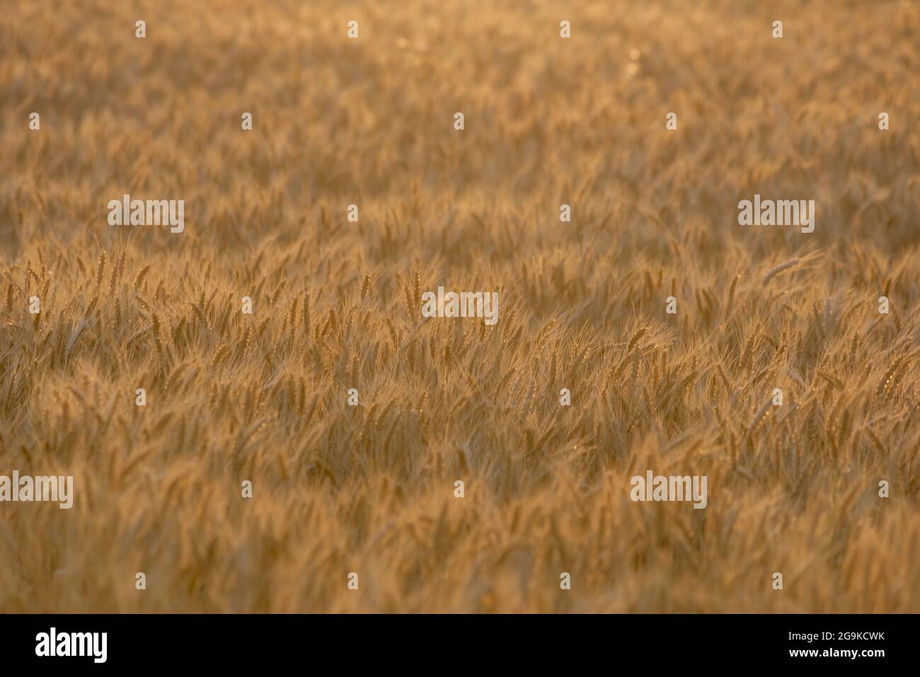 Texture of golden wheat ears before harvesting Stock Photo - Alamy