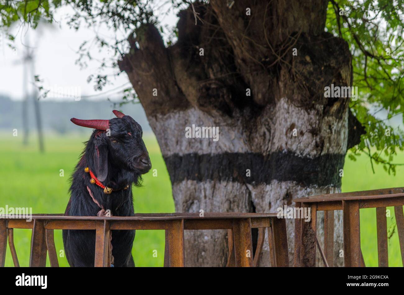 Male Goat standing and getting ready for meat food Stock Photo - Alamy