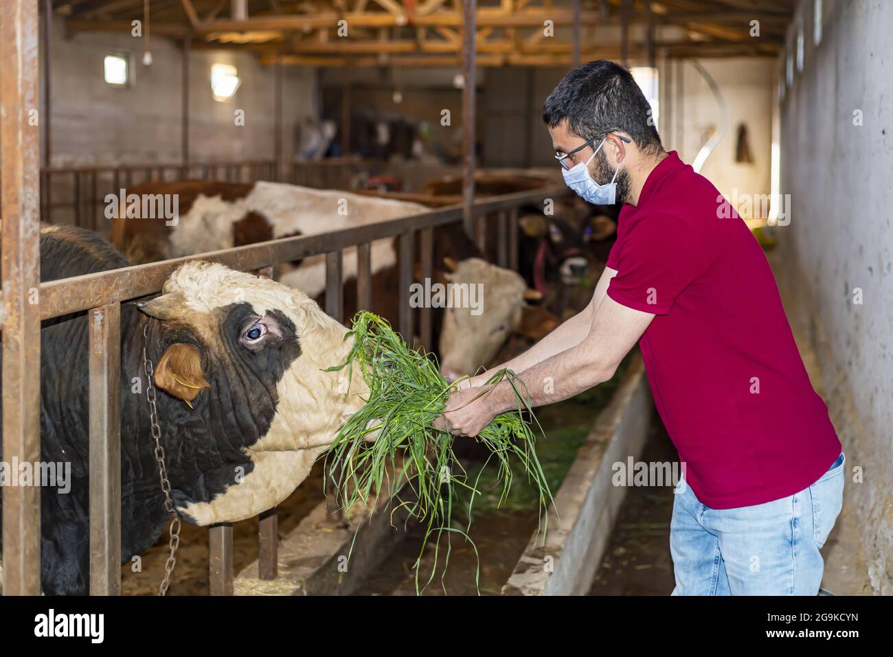 Cattle epidemic hi-res stock photography and images - Alamy