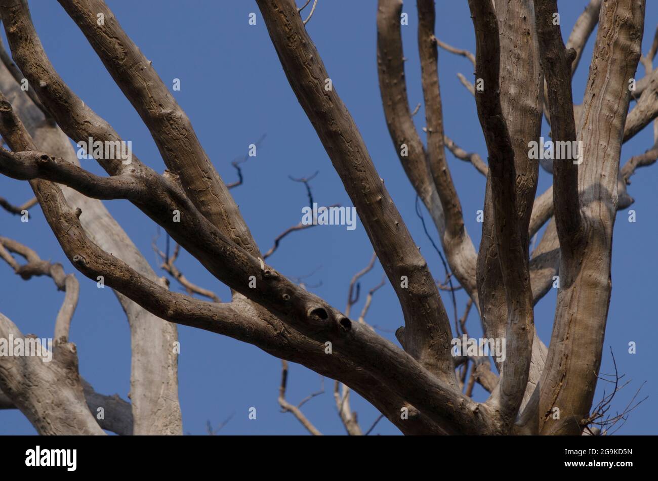 Empty tree branch on rainy hi-res stock photography and images - Alamy
