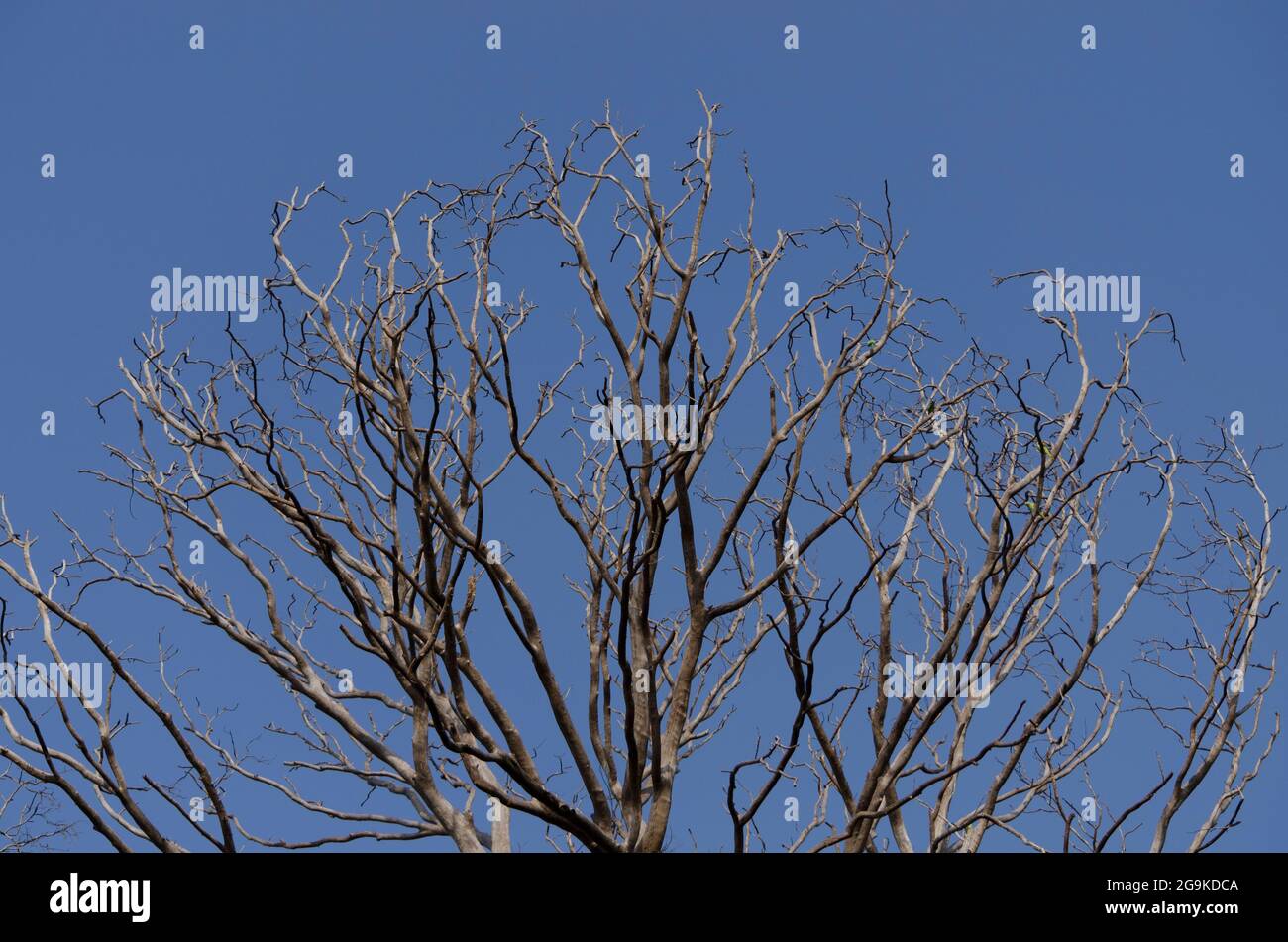 Empty branches tree on indian countryside forest Stock Photo - Alamy
