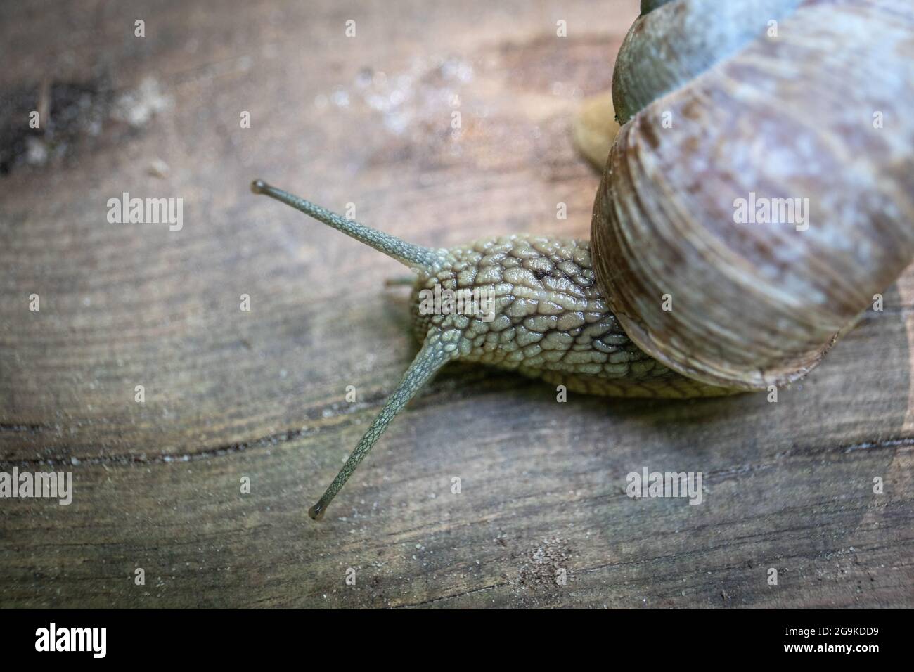 Dead land snail hi-res stock photography and images - Alamy