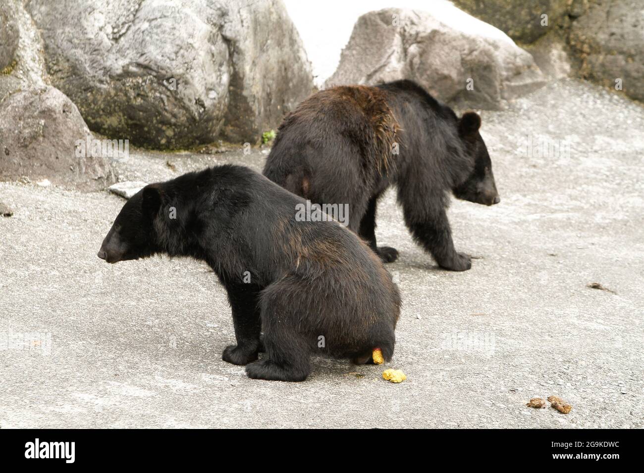 Okuhida, Nagano, Japan, 2021-26-07 , Black bear defecating at the ...