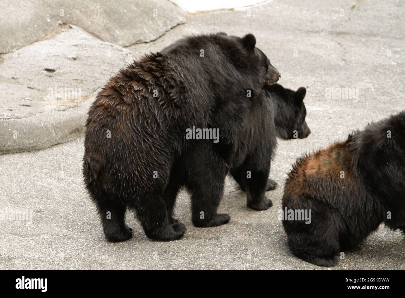 Okuhida, Nagano, Japan, 2021-26-07 , Couple of Black bears at the ...
