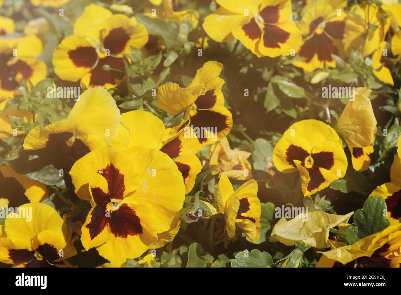 Yellow pansy flowers hi-res stock photography and images - Alamy