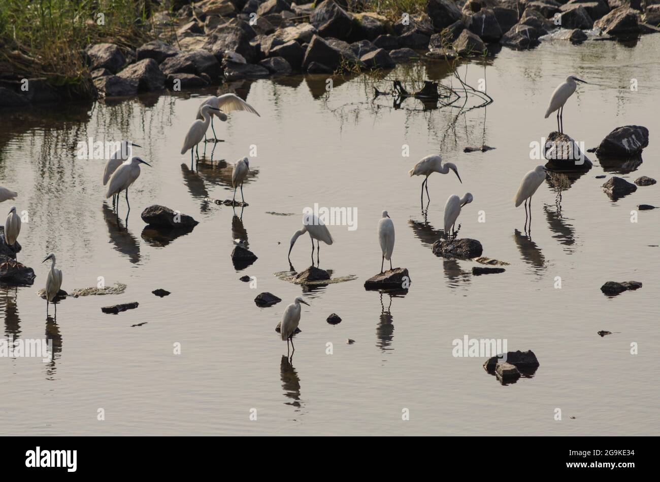 lovely birds on bird sanctuary in India Stock Photo - Alamy