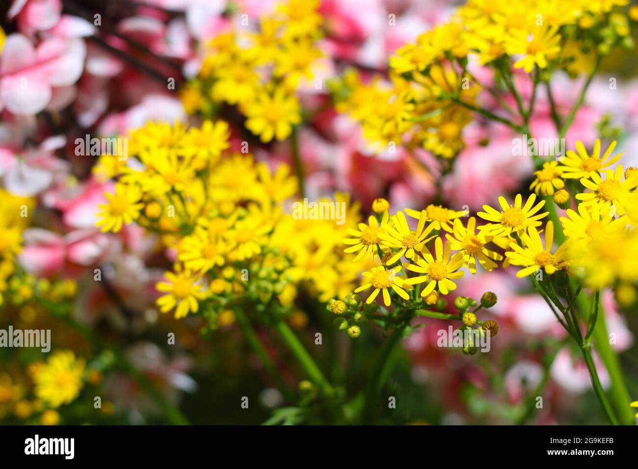 Cressleaf Groundsel Yellow Flowers Packera glabella in Summer Meadow ...
