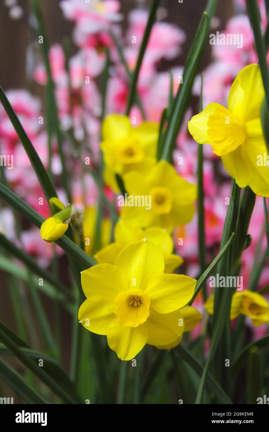 Buttercup yellow daffodils hi-res stock photography and images - Alamy