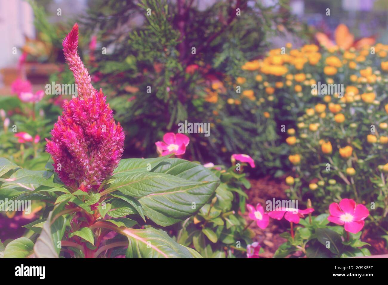 Plume cockscomb hi-res stock photography and images - Alamy