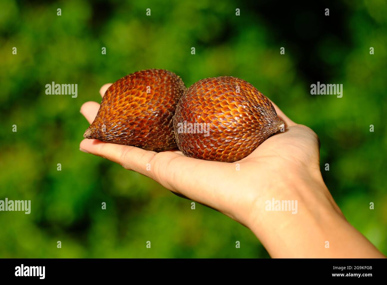 Snake fruit hi-res stock photography and images - Alamy