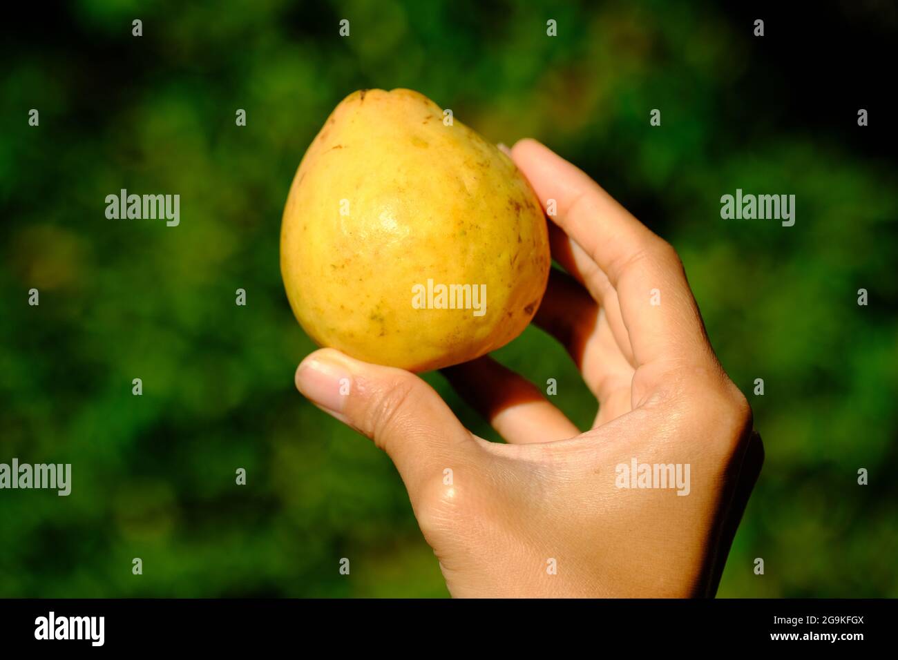 Yellow guava fruit hi-res stock photography and images - Alamy