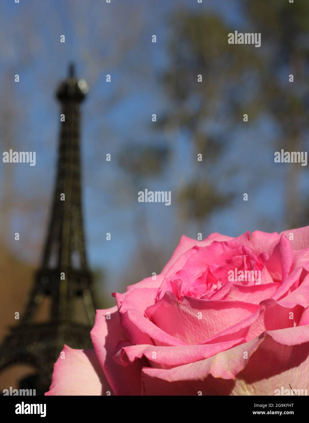 Pink Rose With Eiffel Tower Replica in Background Stock Photo - Alamy