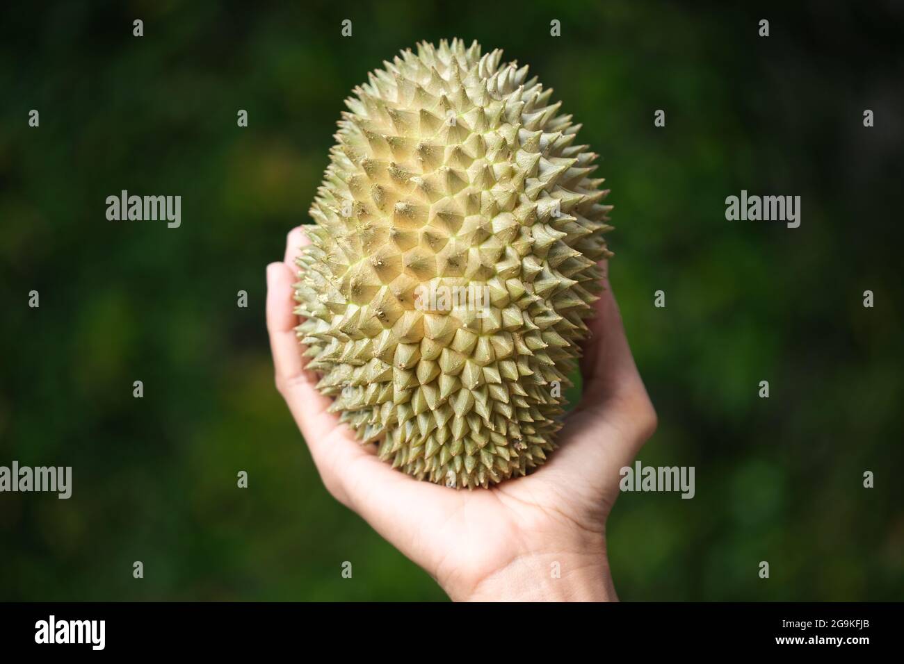 Indonesia Batam - Durian fruit Stock Photo - Alamy