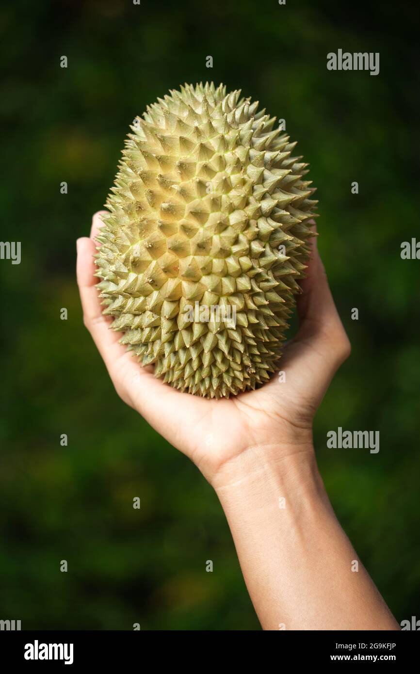 Indonesia Batam - Durian fruit vertical Stock Photo - Alamy