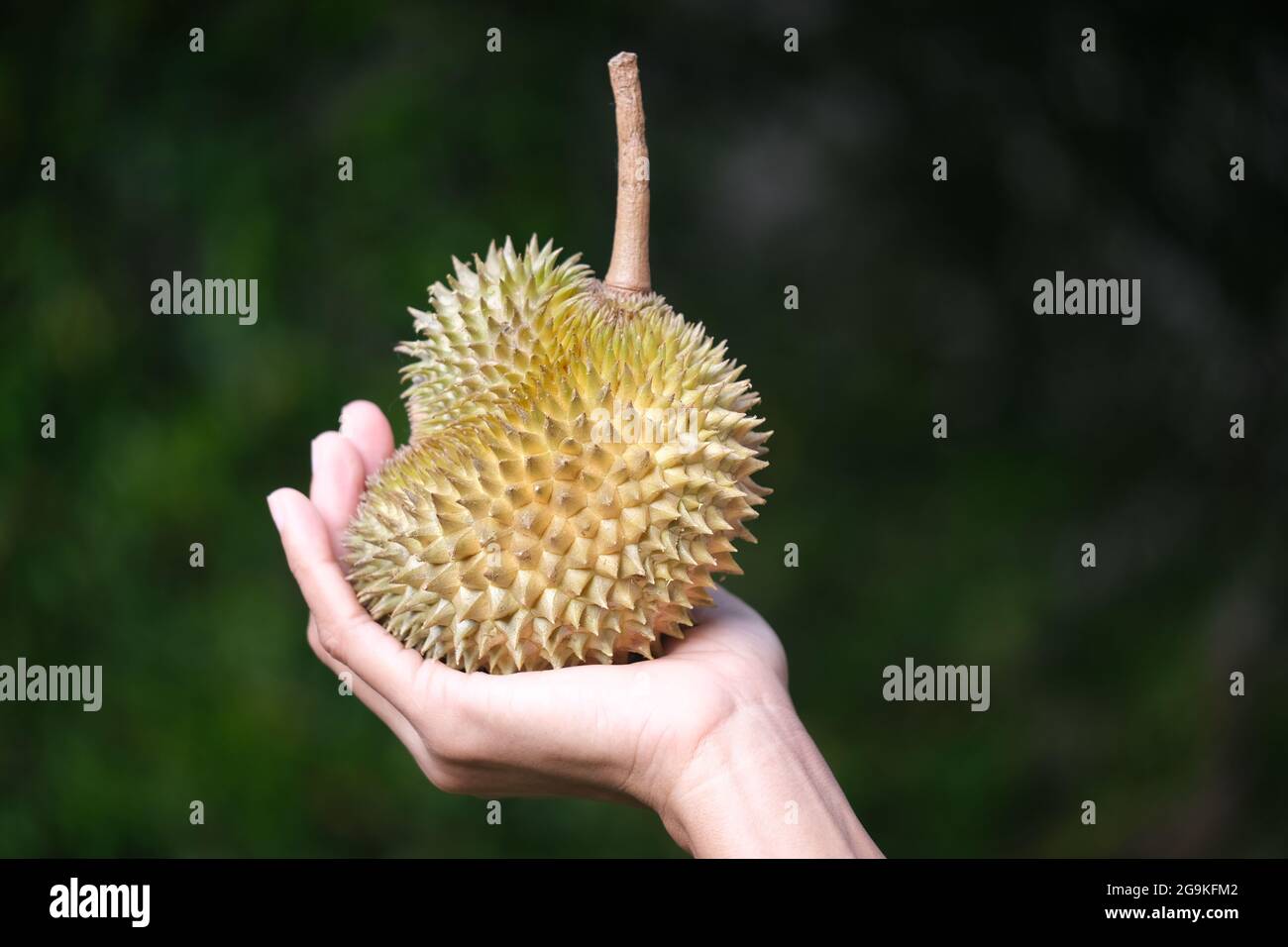 Durian in thailand sweet fruit hi-res stock photography and images - Alamy