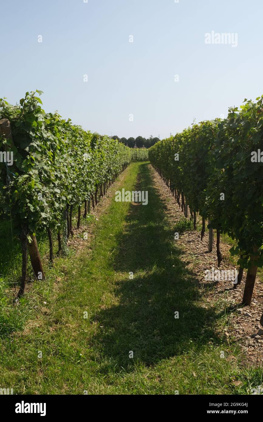 green rows of vineyards, pattern. Winemaking. Background Stock Photo ...