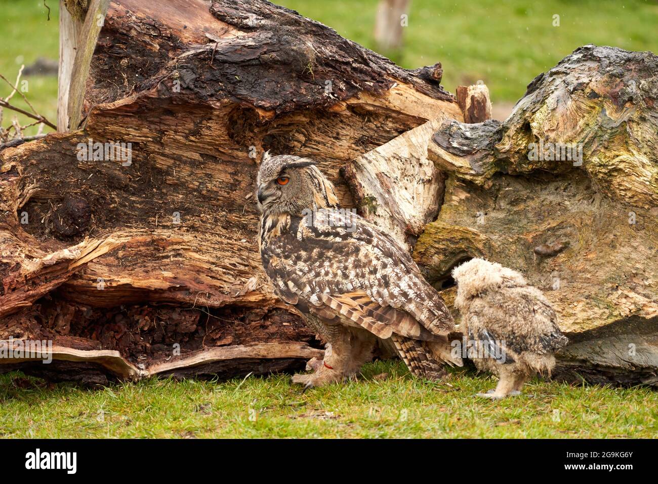 A six week old owl chick eagle owl with its mother. A piece of bloody ...