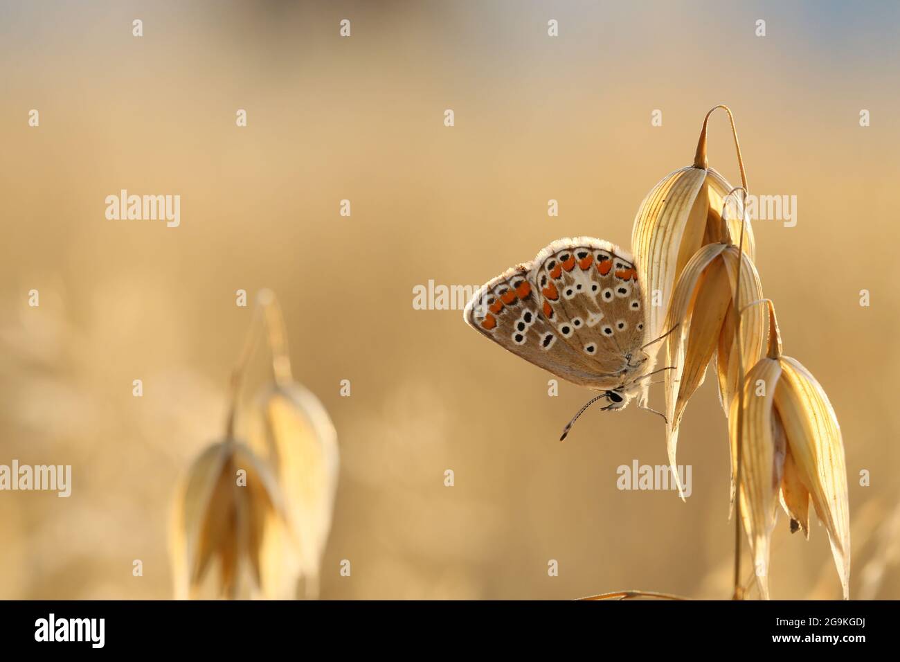 Butterfly waiting on a leaf hi-res stock photography and images - Alamy