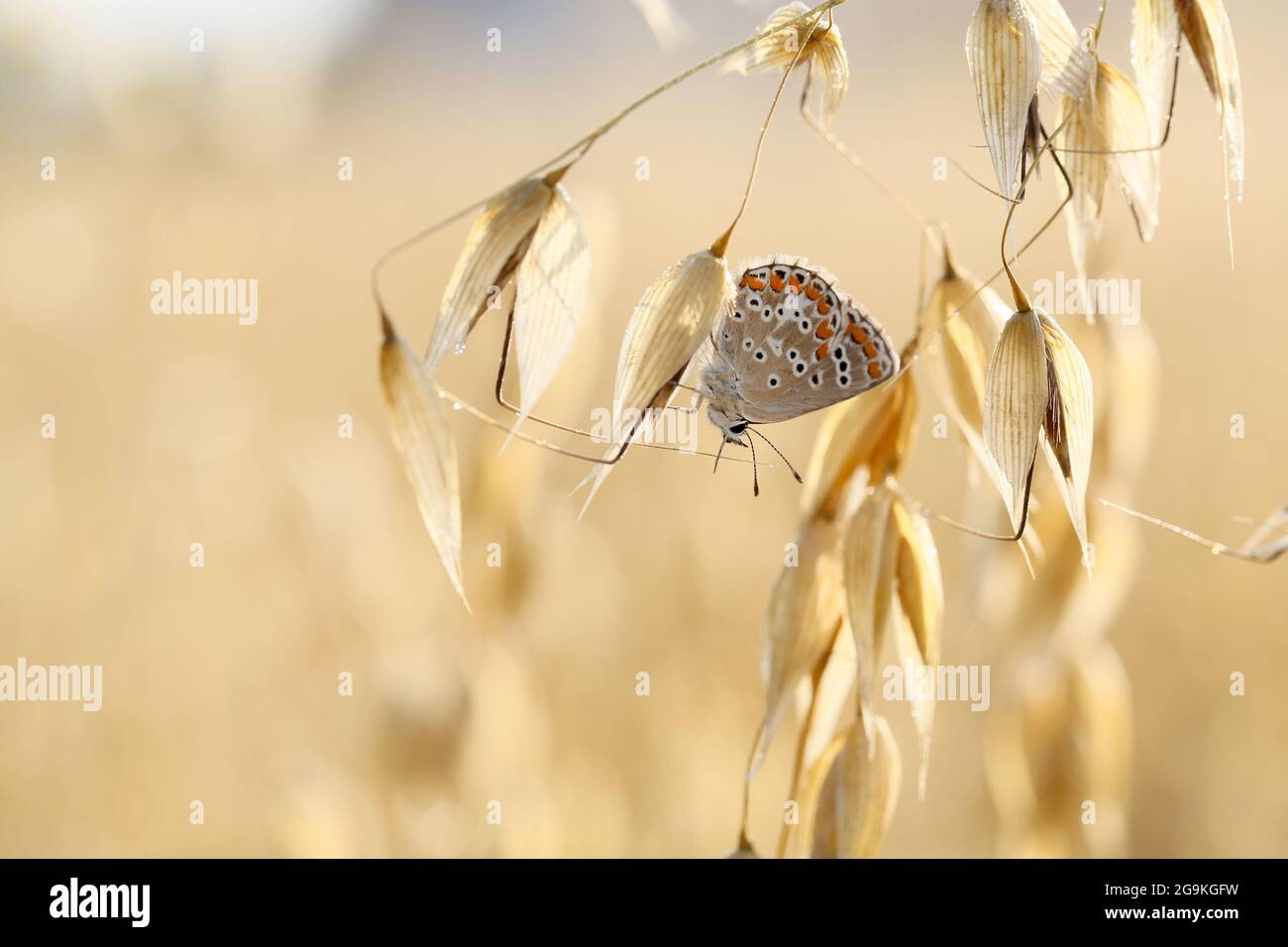 Butterfly waiting on a leaf hi-res stock photography and images - Alamy