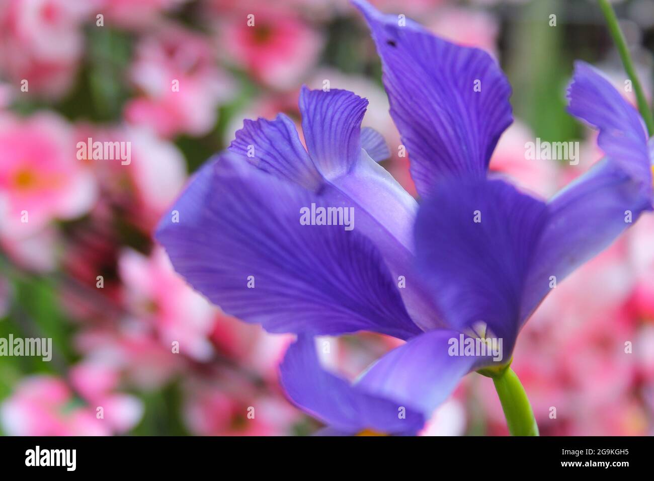 Purple Iris in Springtime Garden With Pink Flowers in Background Stock ...