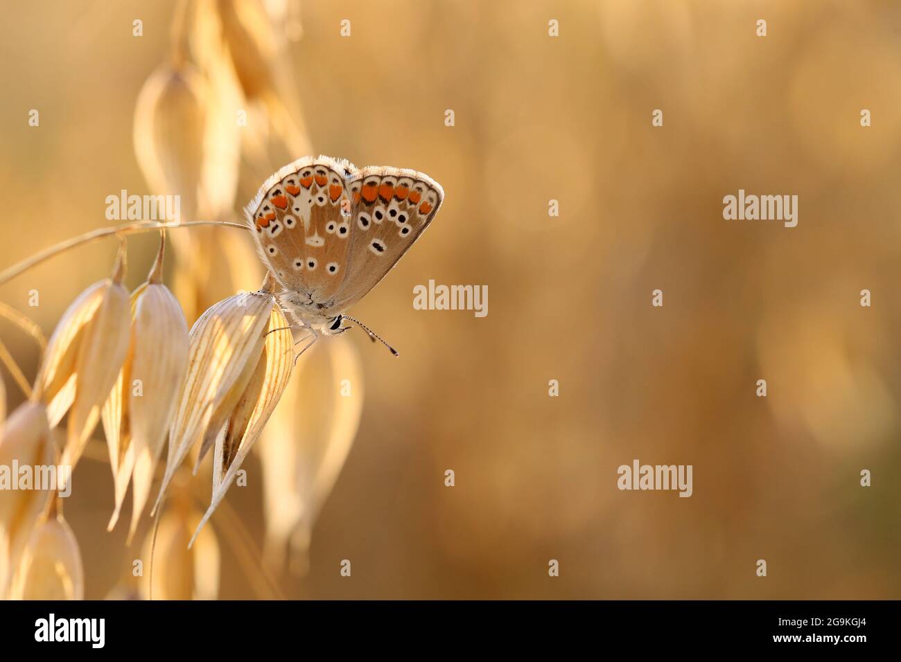 A beautiful butterfly on ears in my garden Stock Photo - Alamy