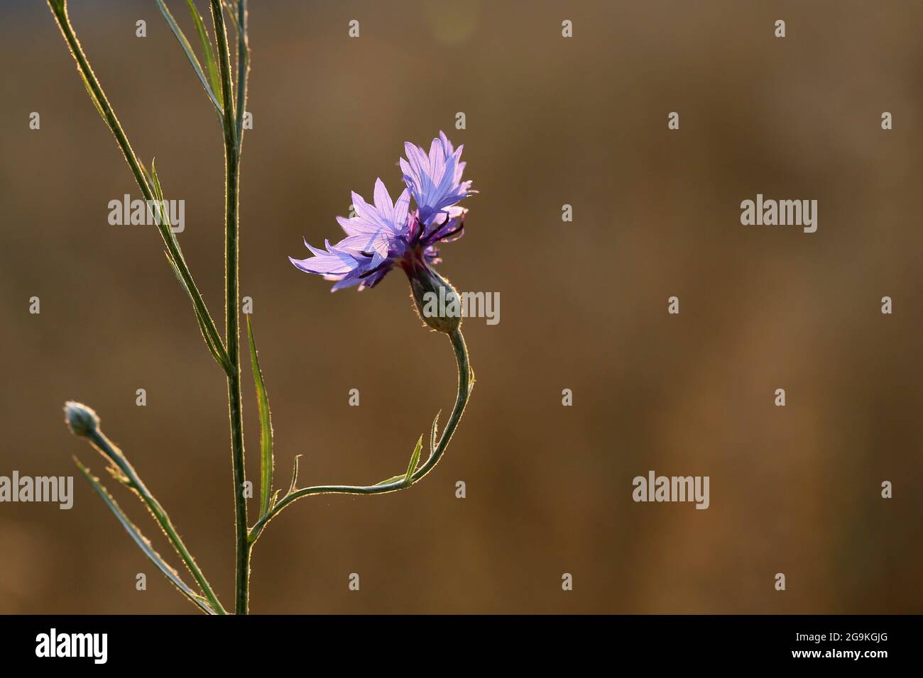 Cornflower, a common flower growing in my garden, smells nice and looks ...