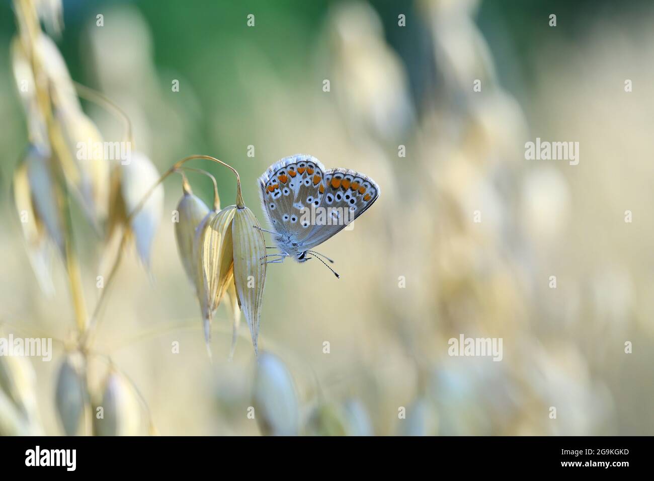 Butterfly waiting on a leaf hi-res stock photography and images - Alamy