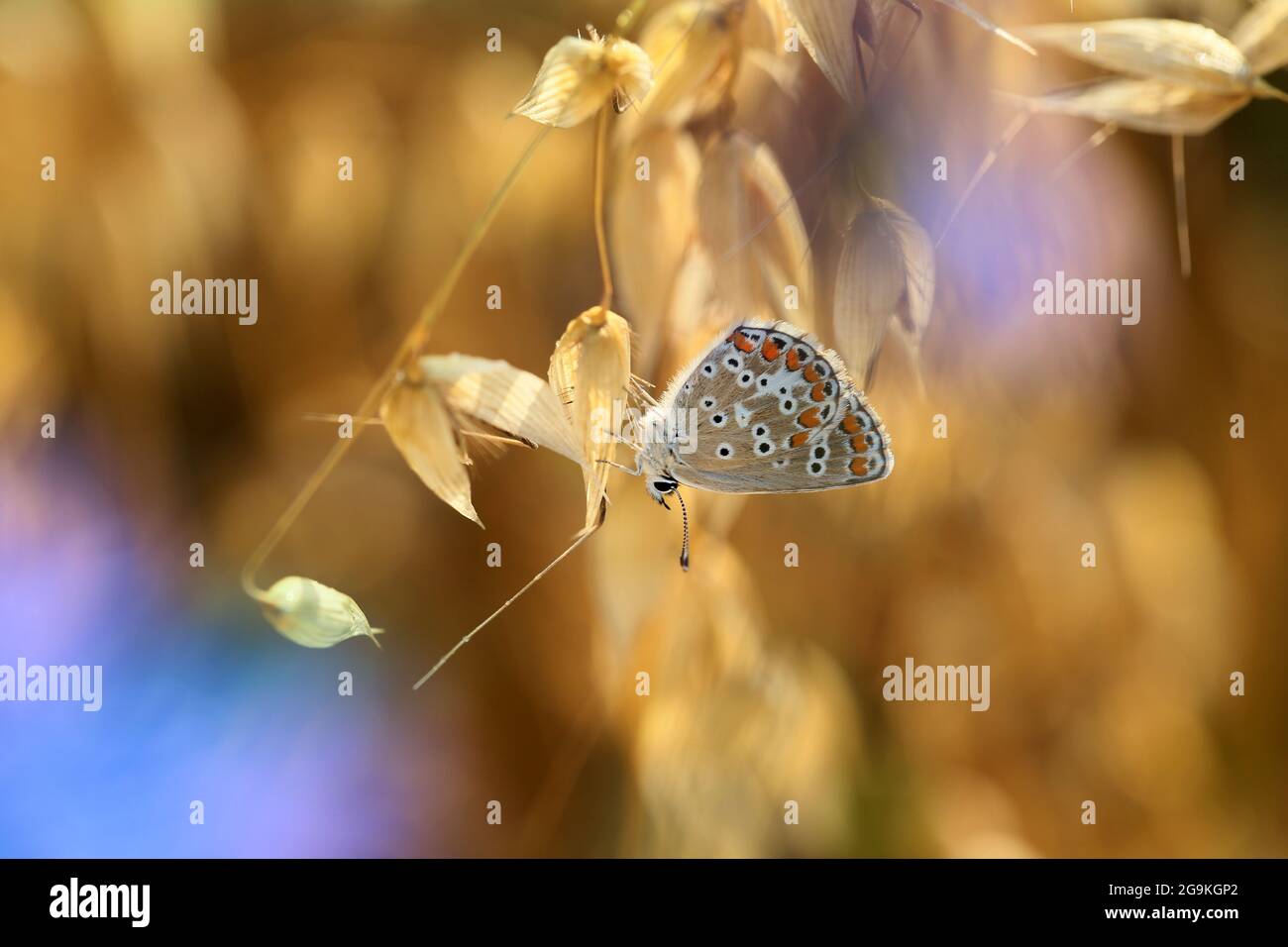 Butterfly waiting on a leaf hi-res stock photography and images - Alamy