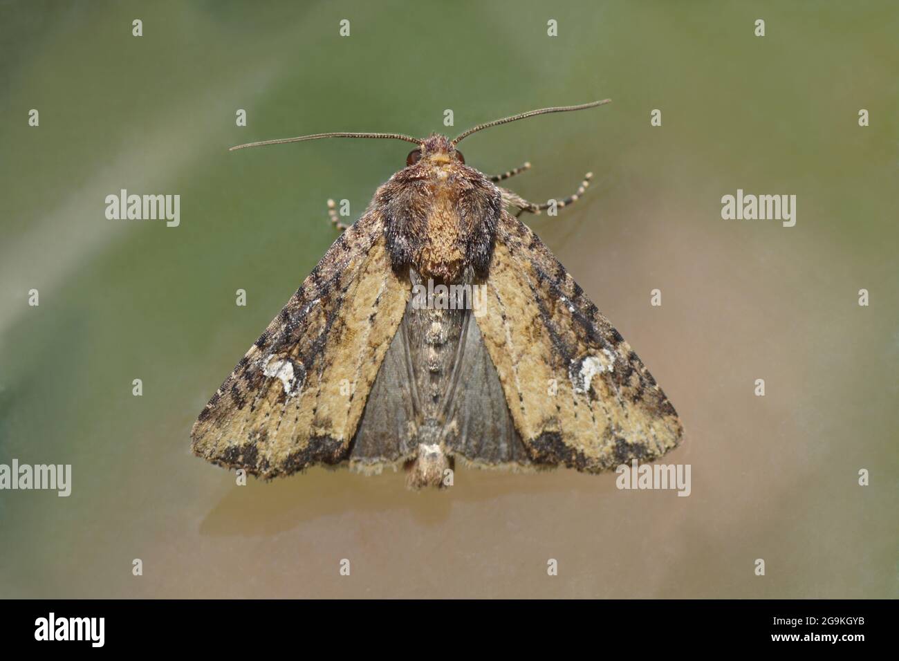 Owlet butterfly hi-res stock photography and images - Alamy