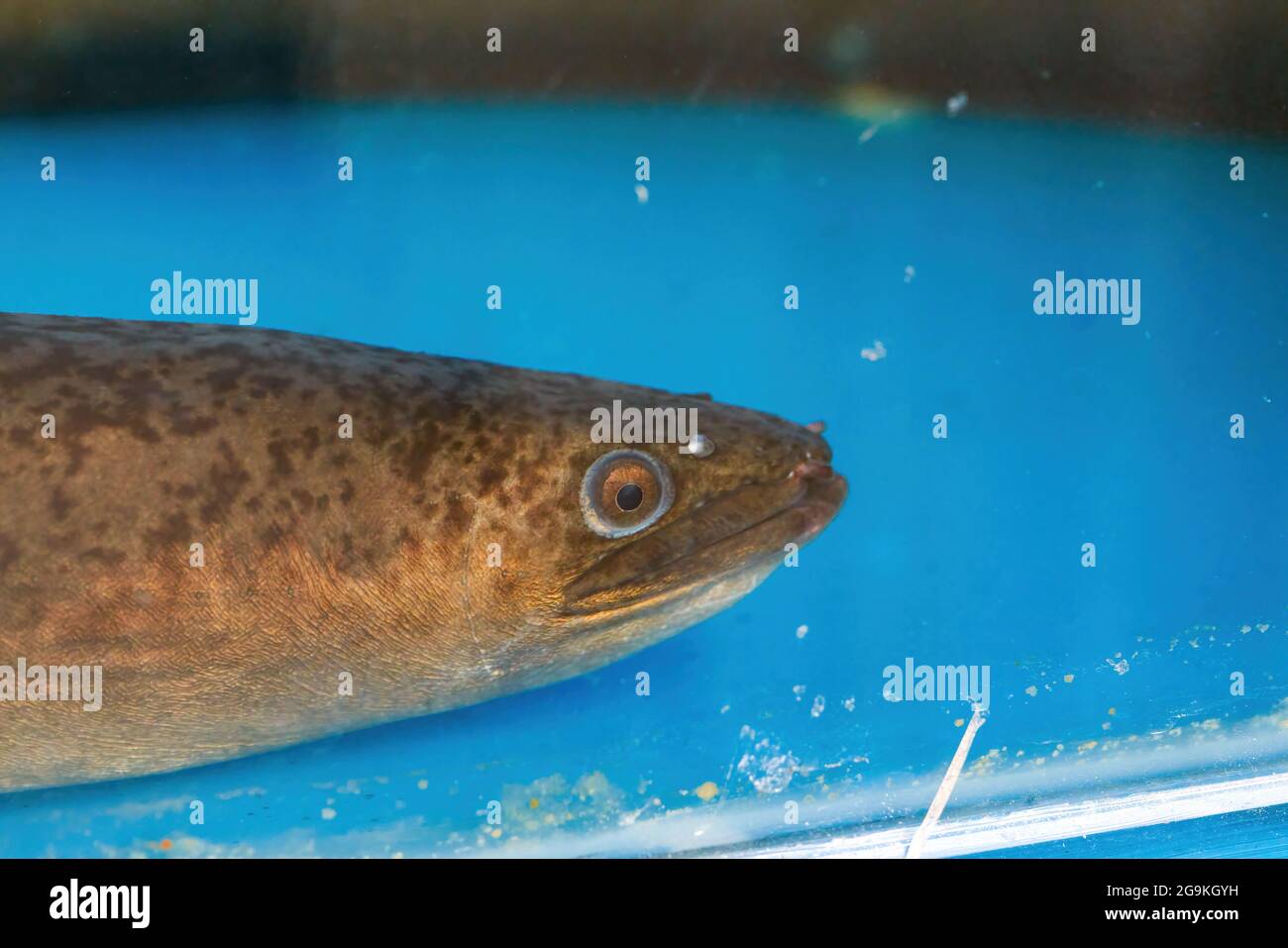Close-up of fierce eel in the farming pond Stock Photo - Alamy