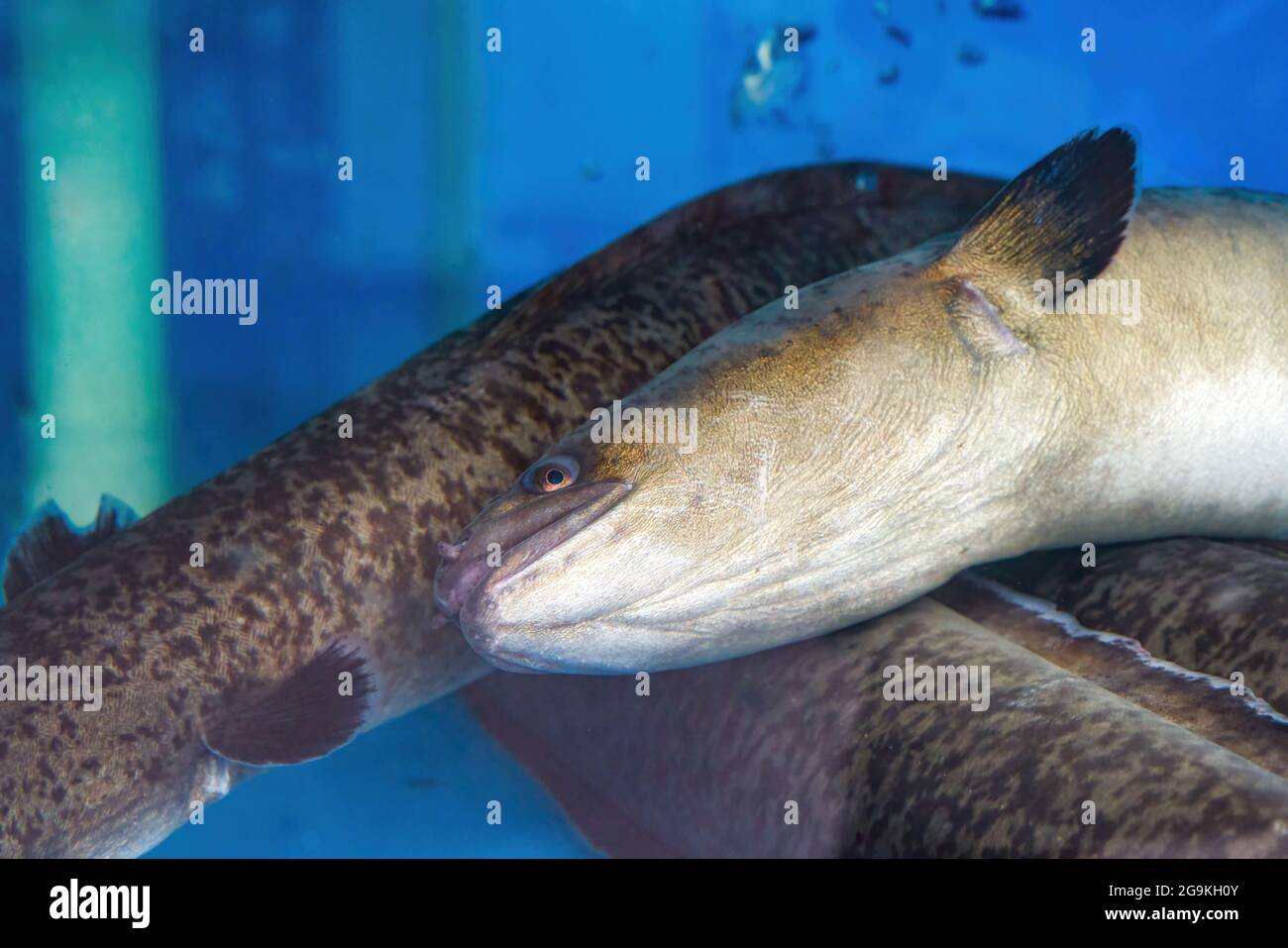 Eel farming hi-res stock photography and images - Alamy
