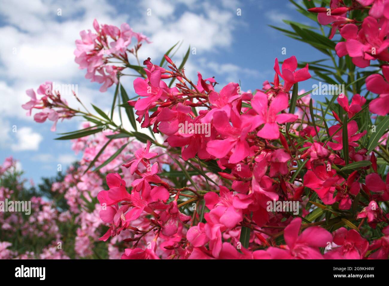 Pink Oleander with Blue Sky - Nerium oleander Stock Photo - Alamy